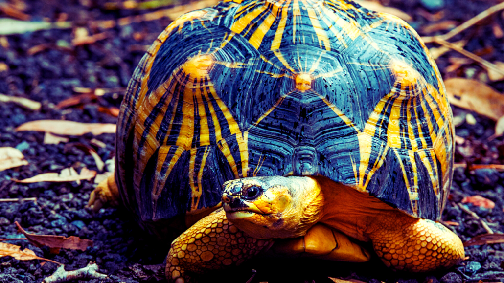 Turtle's Pace | Poems about Life | Voice Artist Kabir Singh